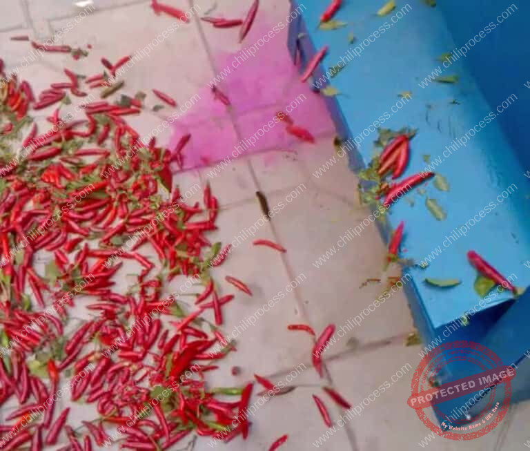 Automatic Chili Pepper Picking Machine - Chili Processing Machine ...